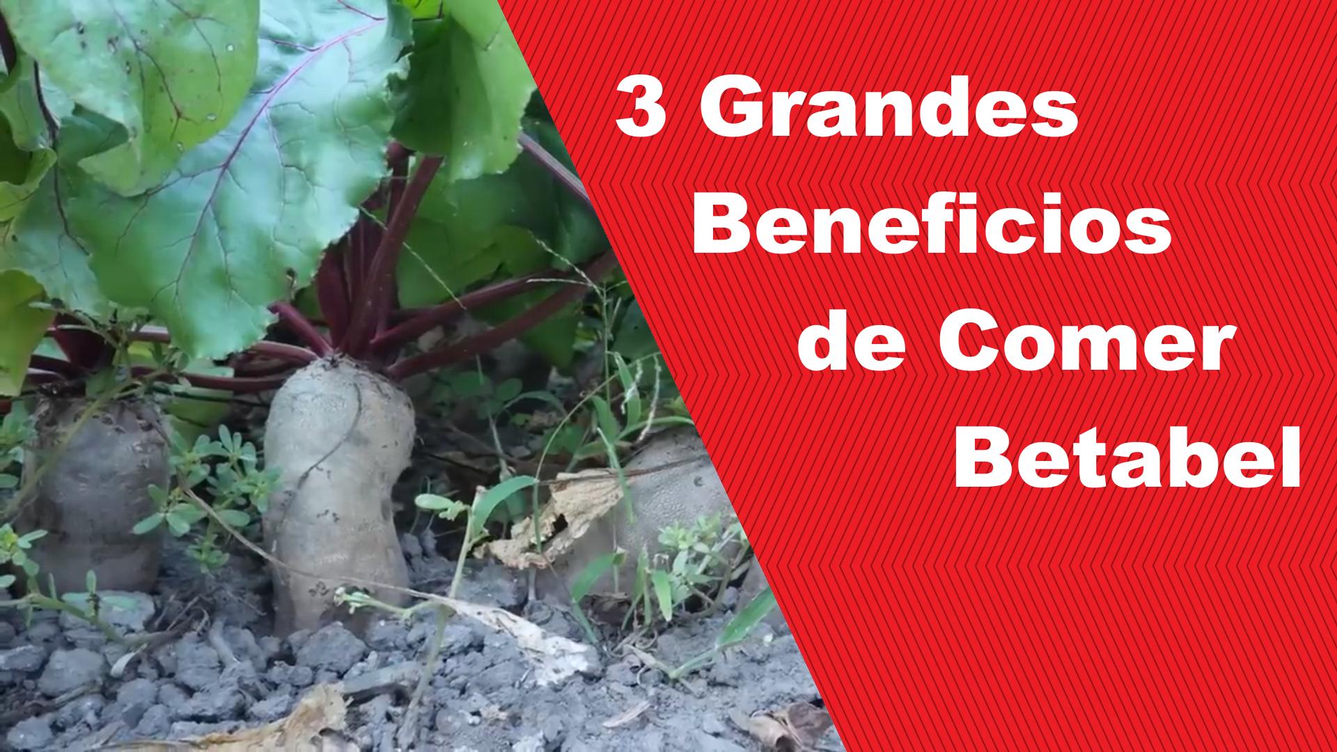 3 Grandes beneficios de consumir Betabel o remolacha – www.sanquintintv.com